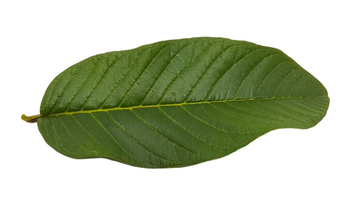 Top 15+ Health Benefits of Guava Leaves » Lifestyle Femina